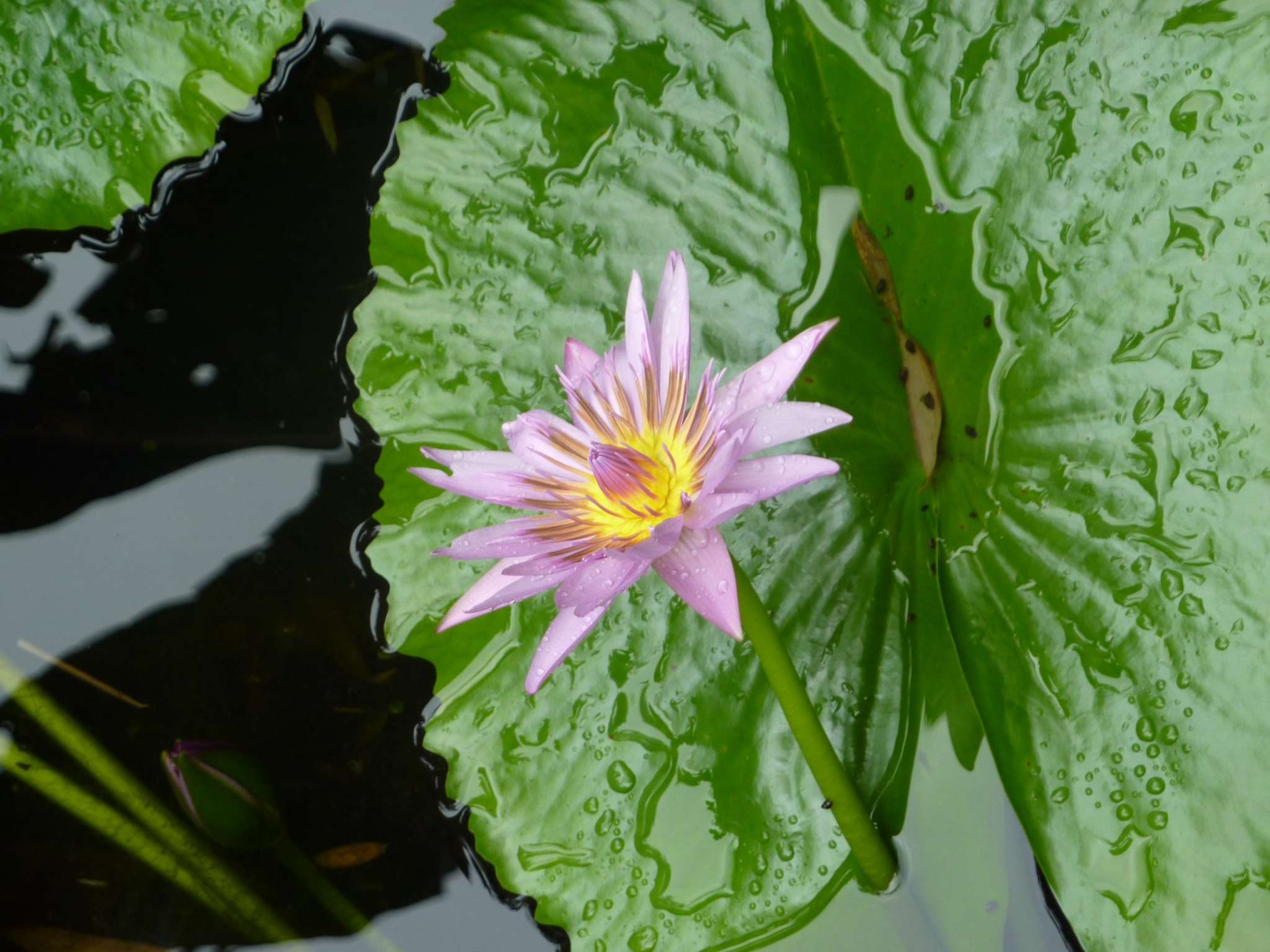 Que faire en Martinique : Top 14 des incontournables de l'île | Miss ...